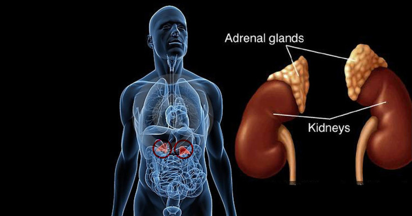 Your Adrenals Are More Important Than You Think
