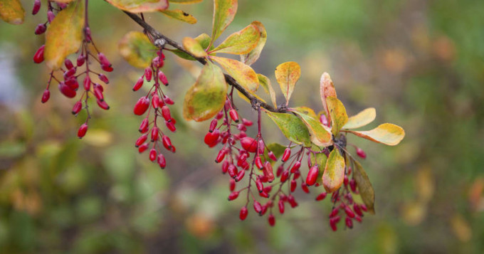 4 Little-Known Benefits Of Berberine