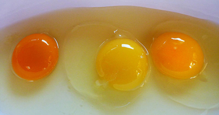 Here's Why These Egg Yolks Have Different Colors