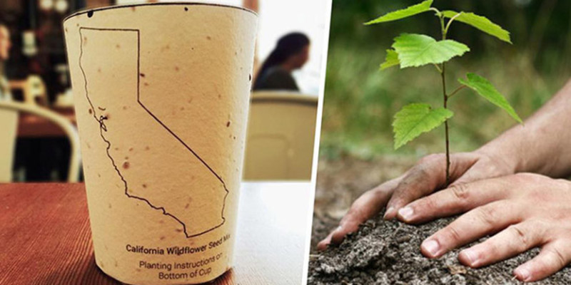 These Plantable Coffee Cups Are Embedded With Seeds That Turn Into New ...