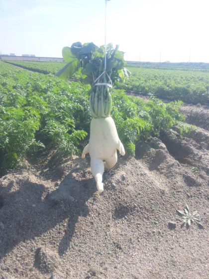 27 Weird Shaped Fruits And Vegetables
