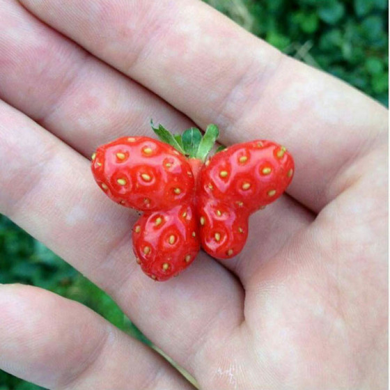 27 Weird Shaped Fruits And Vegetables