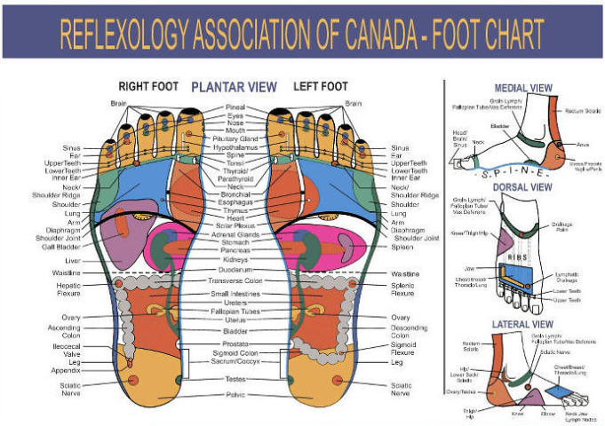 How To Reset Your Circulation And Metabolism For The Next Day With This ...