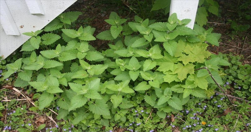 Put Away The DEET And Grow Catnip To Repel Mosquitoes Naturally