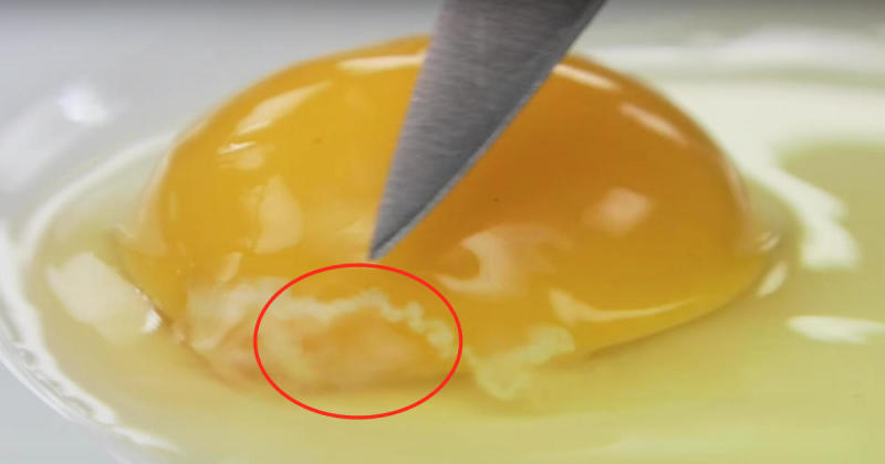 That Weird, White String Inside Your Raw Egg Is Actually A Good Thing ...