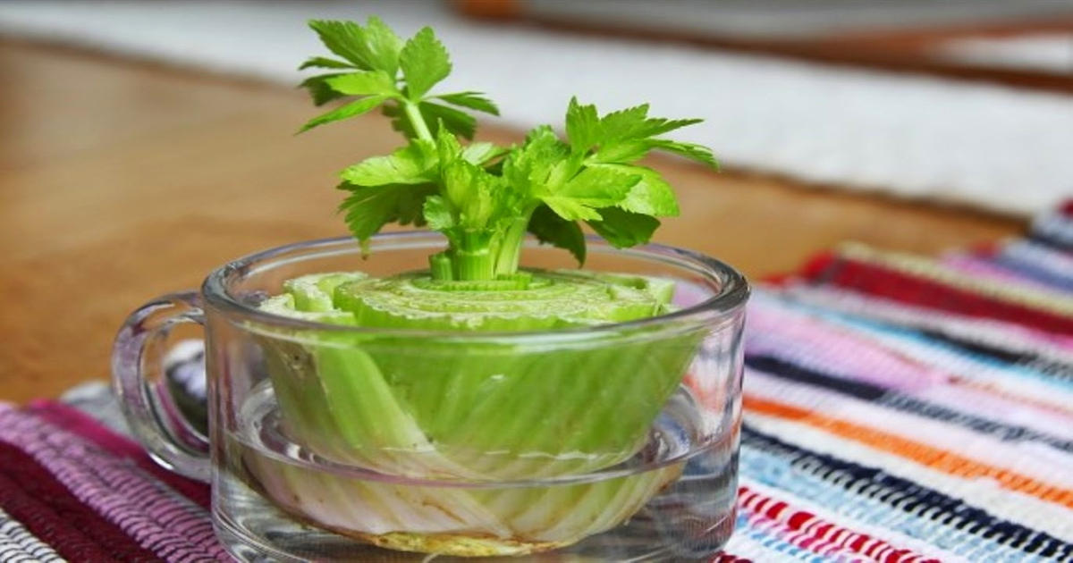 7 Vegetables That You Can Regrow Again. And Again. And Again. And Again.