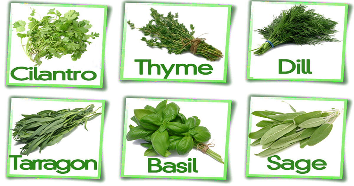 How To Grow Your Own Medicine Cabinet Indoors For Natural Antibiotics ...