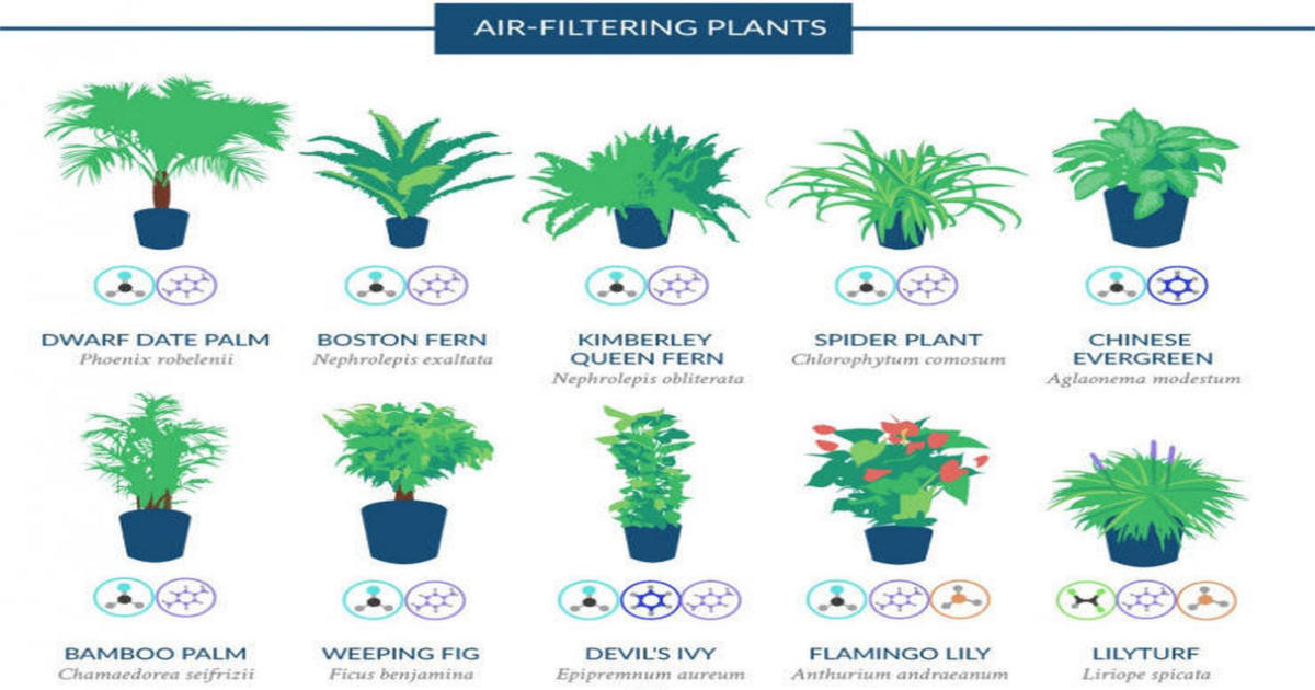 18 Plants To Purify The Air In Your House - Recommended By Nasa