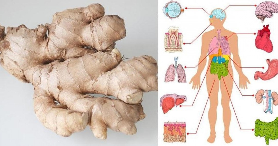 Eat Ginger Every Day For A Healthier Heart And Brain