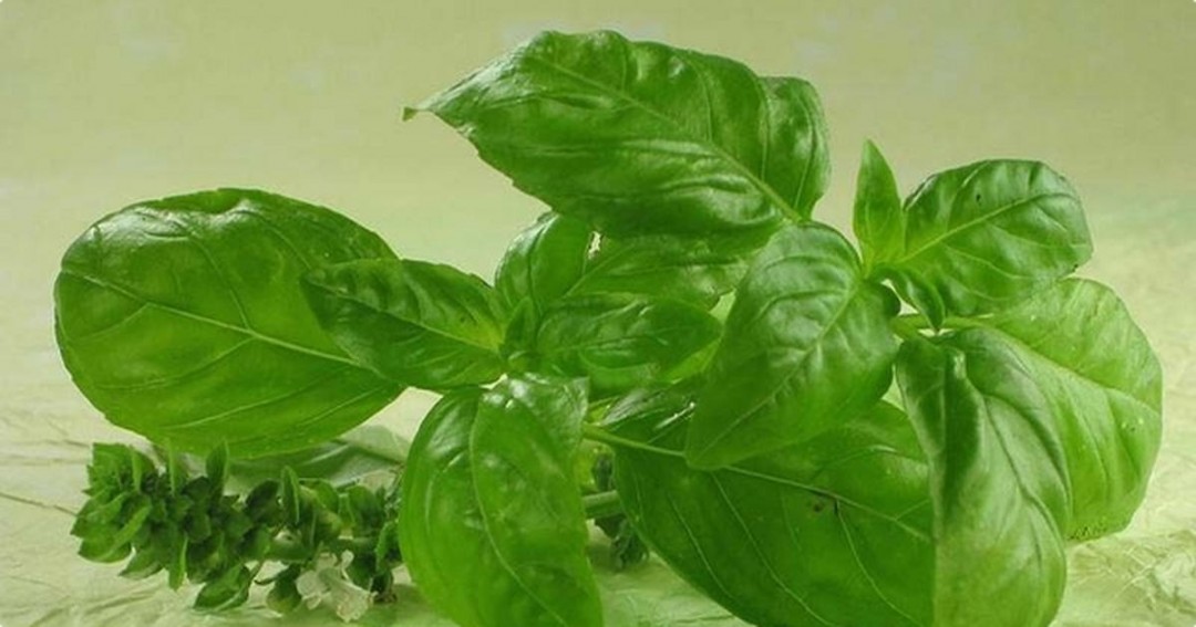 This Antioxidant-Filled Herb Will Clean Up Your Bloodstream And Destroy ...
