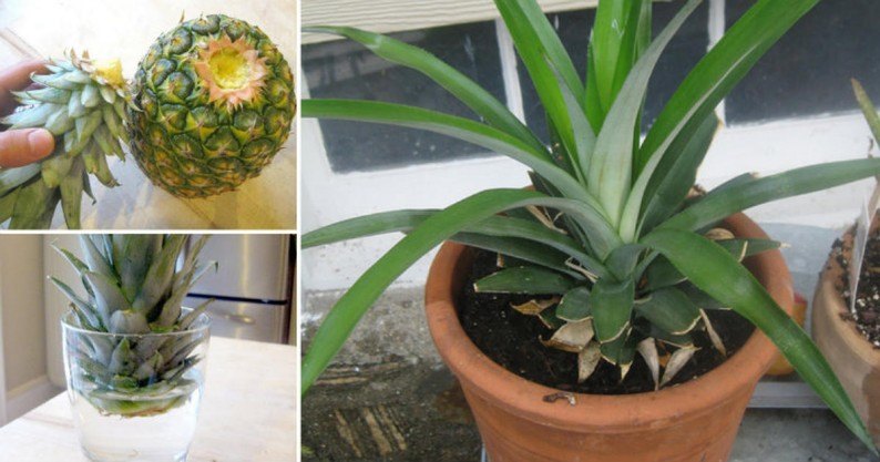 How To Grow Your Own Pineapple At Home