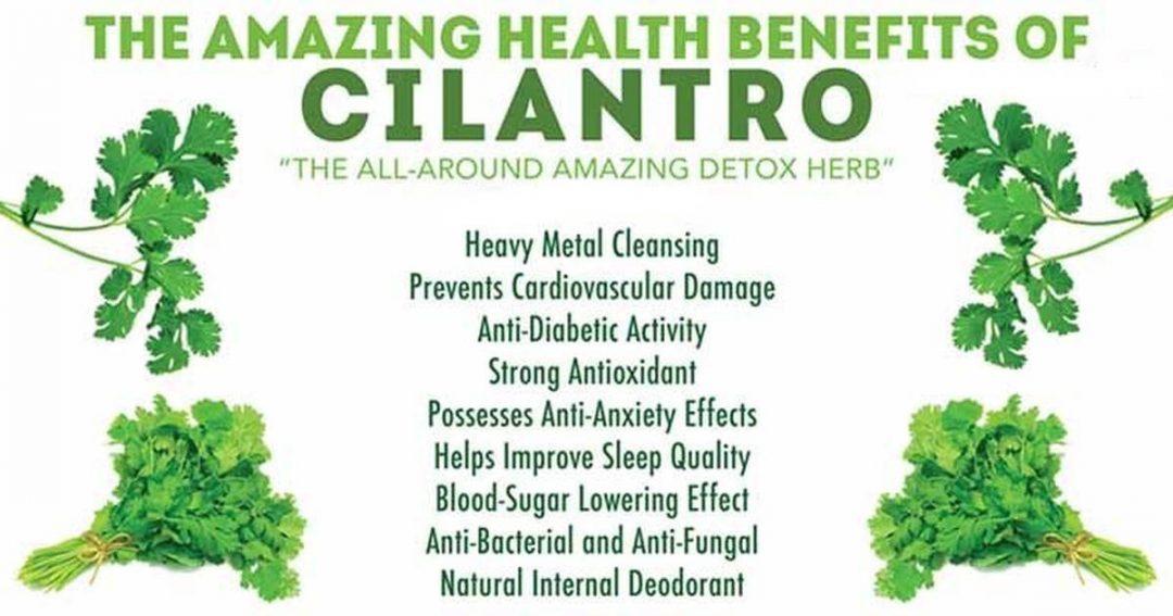 9 Incredible Health Benefits Of Cilantro
