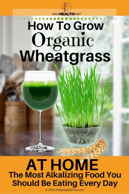 How To Grow Wheatgrass At Home (Step-By-Step Video)