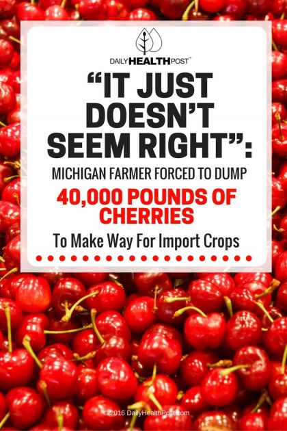 4000 Pounds Of Michigan Cherries Dumped To Make Way For Imports