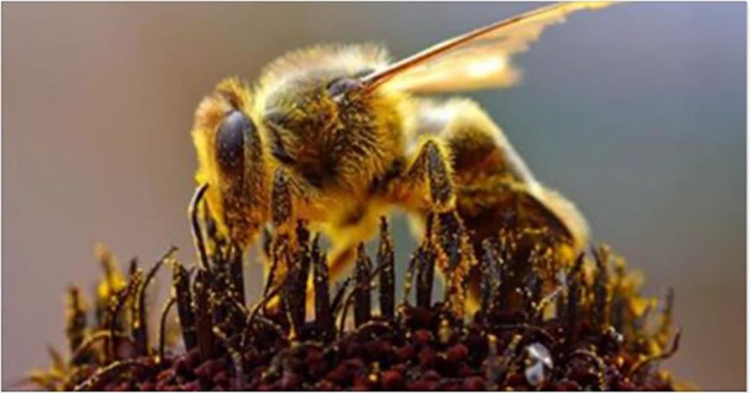 Maryland To Become First State To Ban Bee Killing Pesticides