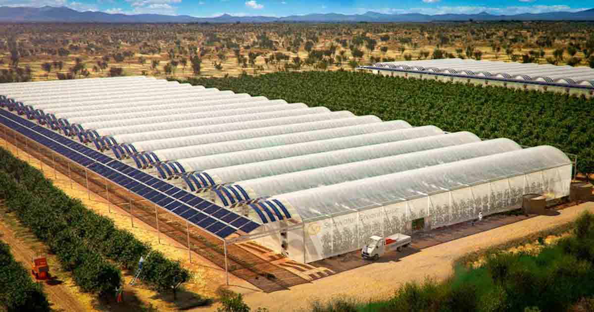 This Solar Panel Farm Grows 17,000 Tons Of Food Without Pesticides!