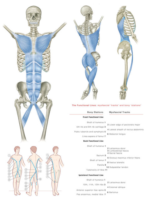 What Is Fascia: 9 Things You Need To Know About Your Second Skin