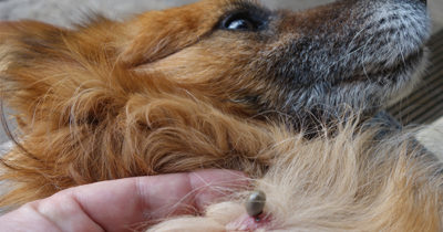 27 Household Uses For Rubbing Alcohol You Need To Try