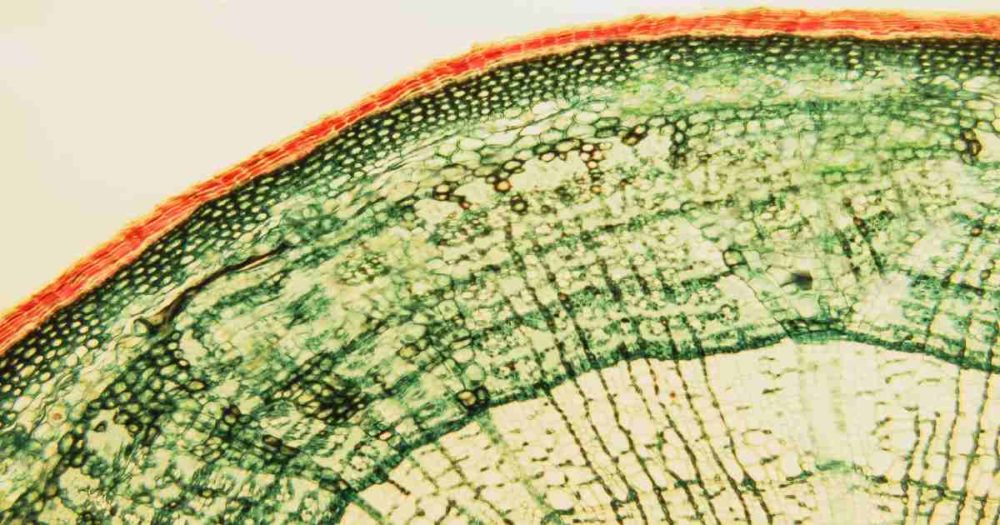 Plant DNA Shown To Possibly Slow Down Human Aging In Breakthrough Discovery