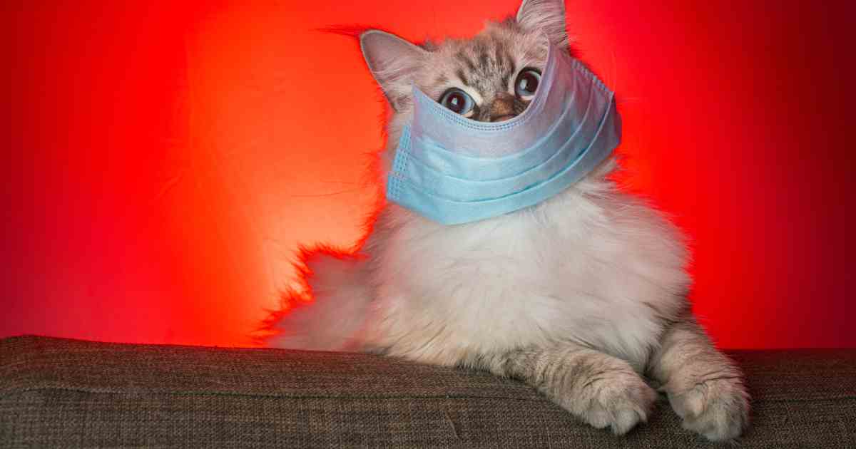 Cats Are More Likely To Catch Coronavirus Than Dogs, Study Finds ...
