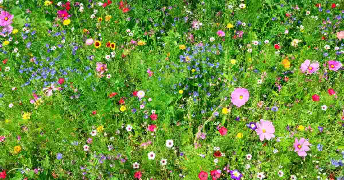 "No Mow May" Campaign Asks Us To Leave The Lawn Alone Until June To ...