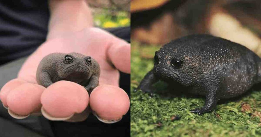 World’s Grumpiest Amphibian: The African Black Rain Frog