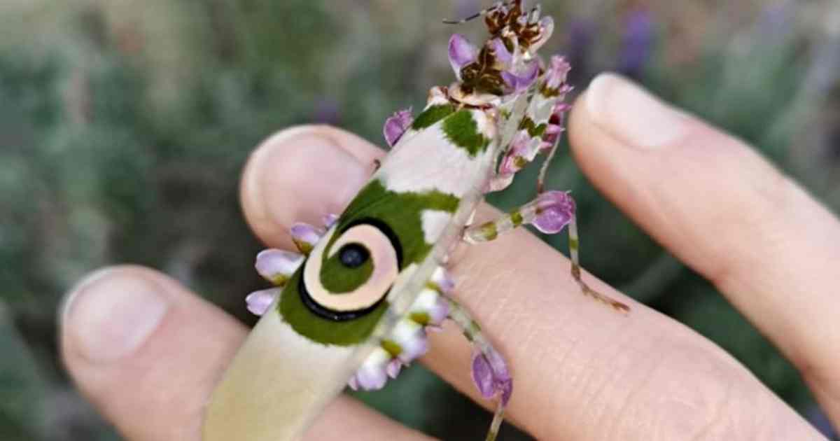 Woman Finds Gorgeous Flower Mantis Living In Her Lavender Garden