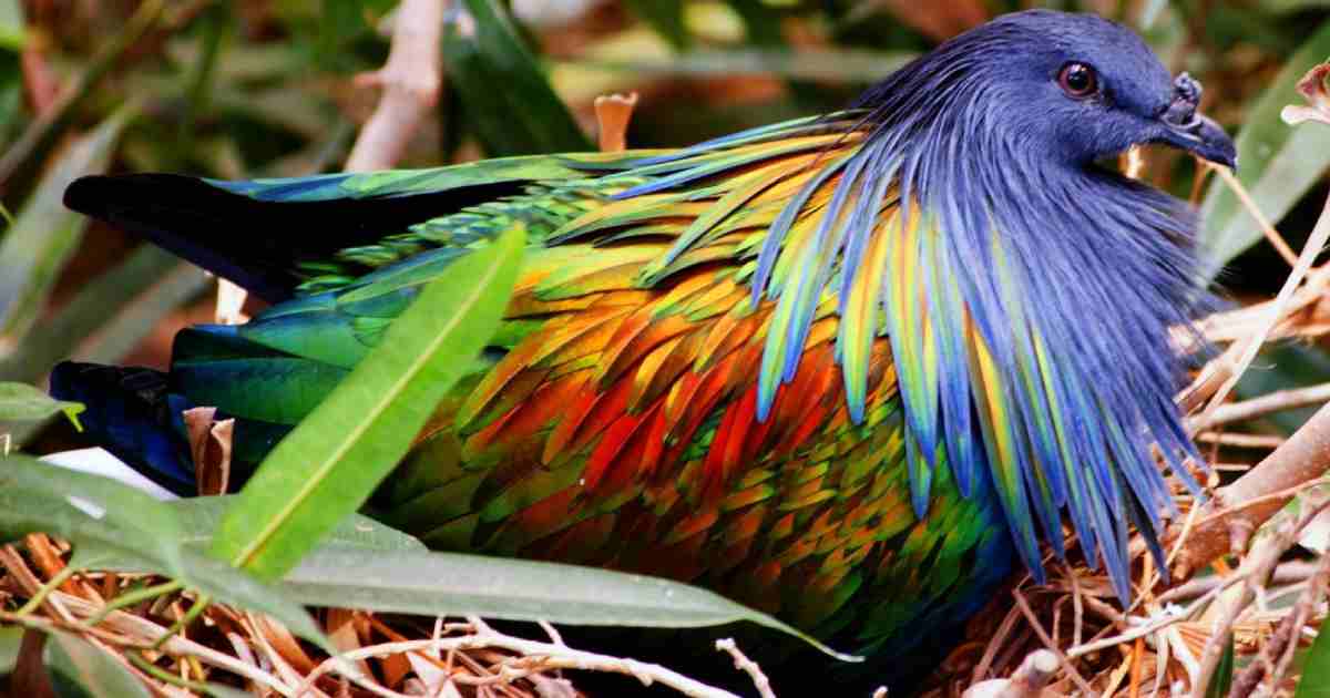 Colorful Pigeon With Rainbow Feathers Is The Closest Living Relative To ...