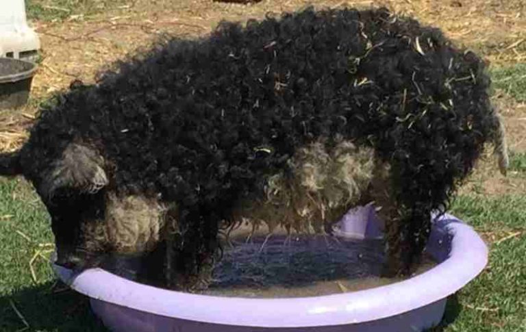 Bizarre “Sheep Pigs” Are Real And They’re Like Giant Fuzzy Dogs