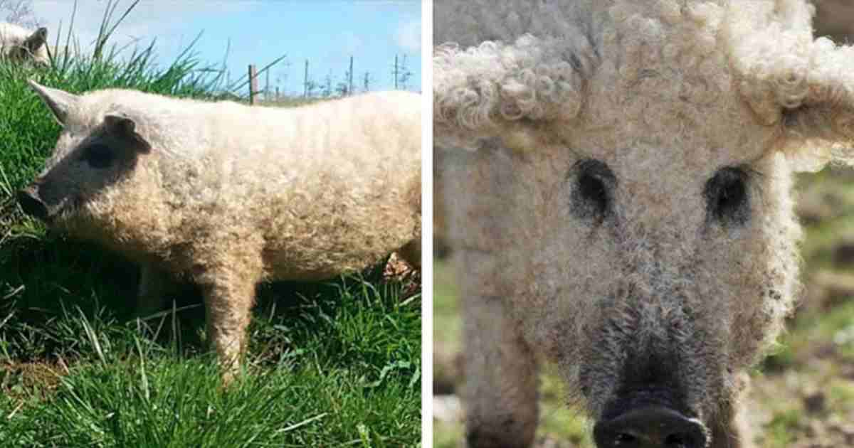 Bizarre “Sheep Pigs” Are Real And They’re Like Giant Fuzzy Dogs