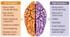 How To Sync The 2 Hemispheres Of Your Brain For Better Protection And ...