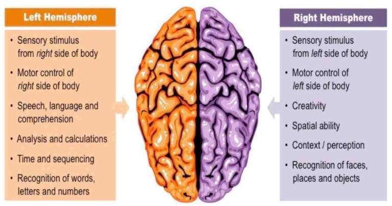 How To Sync The 2 Hemispheres Of Your Brain For Better Protection And ...