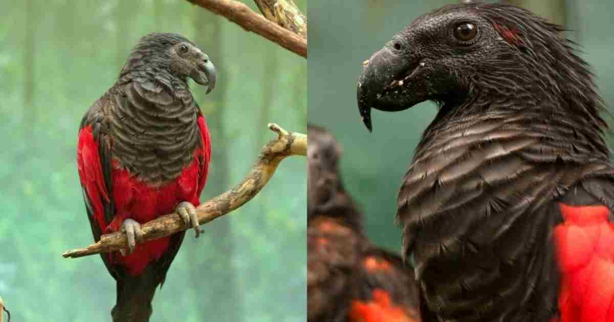 The Dracula Parrot – A Bird That’s Both Terrifying And Captivatingly ...