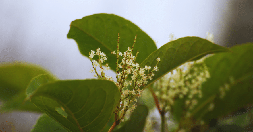 10 Nutrients To Fix Your Mitochondria & Feel 10 Years Younger