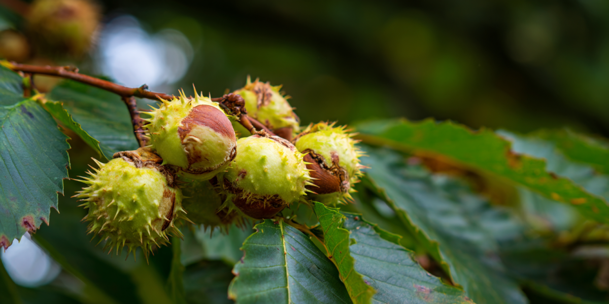 7 Nuts You Must Eat For Better Health (and The #1 Nut You Should NEVER ...